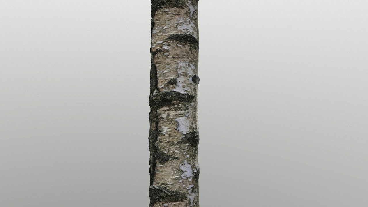 Silver Birch Bark - Photogrammetry to Texture - YouTube