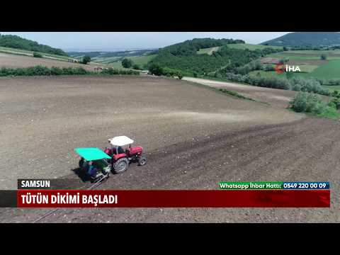 Tütün dikimi başladı