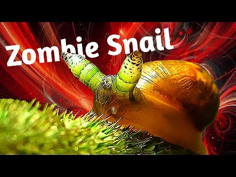 World Deadliest Zombie Snail || FactPulse - YouTube