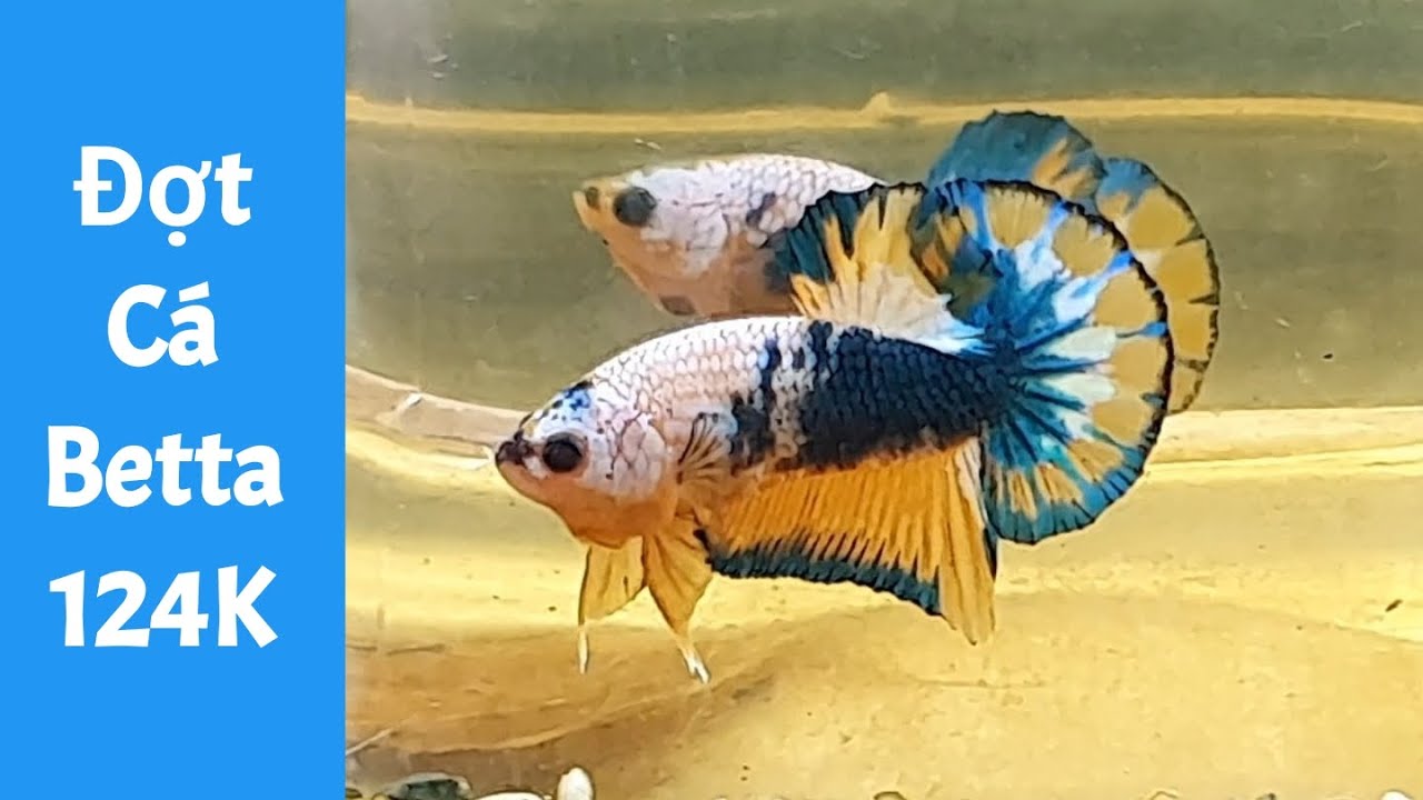 Đợt cá betta 124k Nemo.copper , Koi copper , Yellow Fancy Vip | Zalo ...