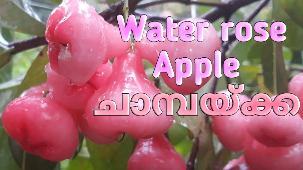 Water rose Apple, Wax Apple, Chambaka, Chambayka, ചാമ്പയ്ക്ക, Abdul ...