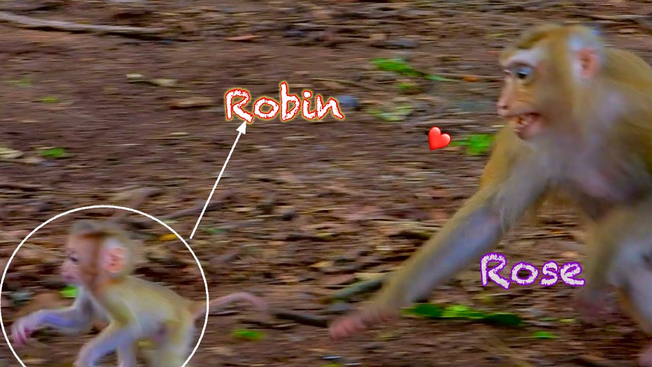 Oh..God..!!! Rose help Robin, Rose is a wonderful mother, She is the ...