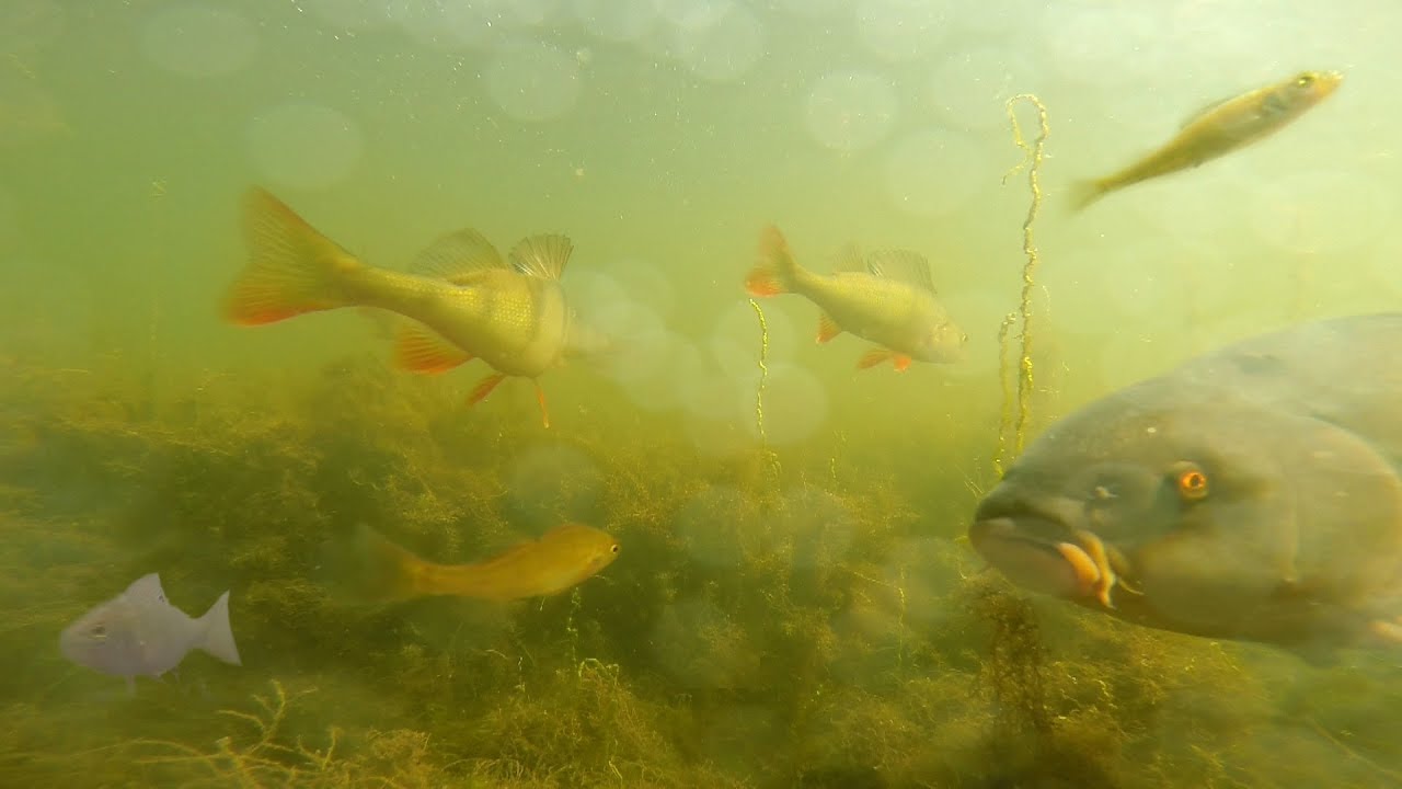 Thames Underwater Life - YouTube