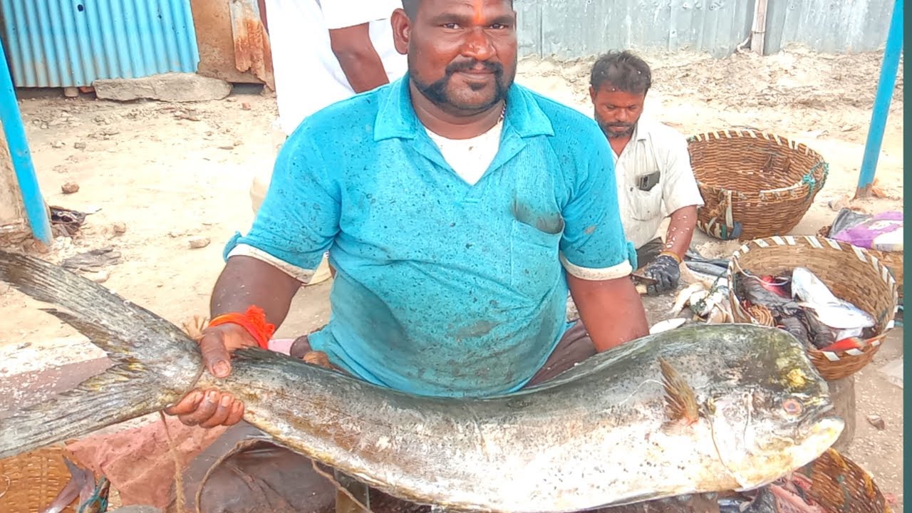 Beautiful Big Size Mahi Mahi Fish Indian kasimedu style cutting (Export ...