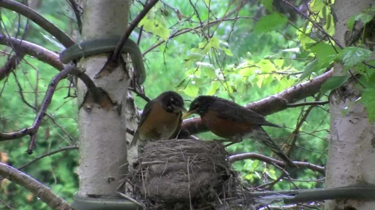 The Life of a Baby Robin - YouTube