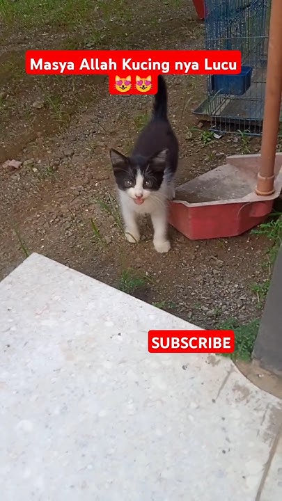 Masya Allah Kedatangan Anak Kucing Liar Lucu #catlover #sayangikucing #catshorts #kucinglucu # ...