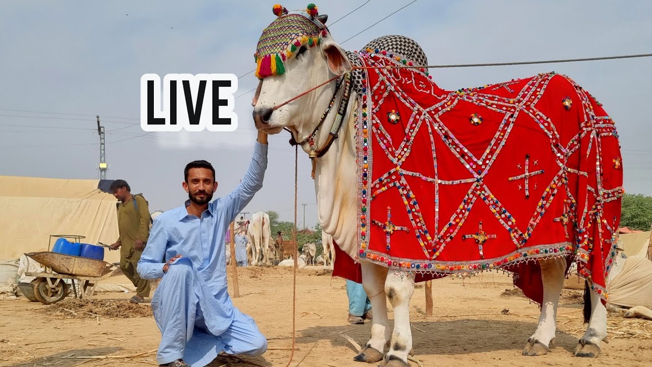 LIVE SIBI MELA 2022 HEAVYWEIGHT BULLS OF BALOCHISTAN - YouTube