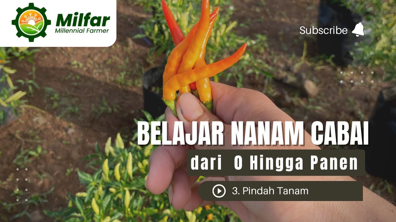 Tutorial menanam cabai dari 0 Hingga panen (Pindah Tanam) - YouTube