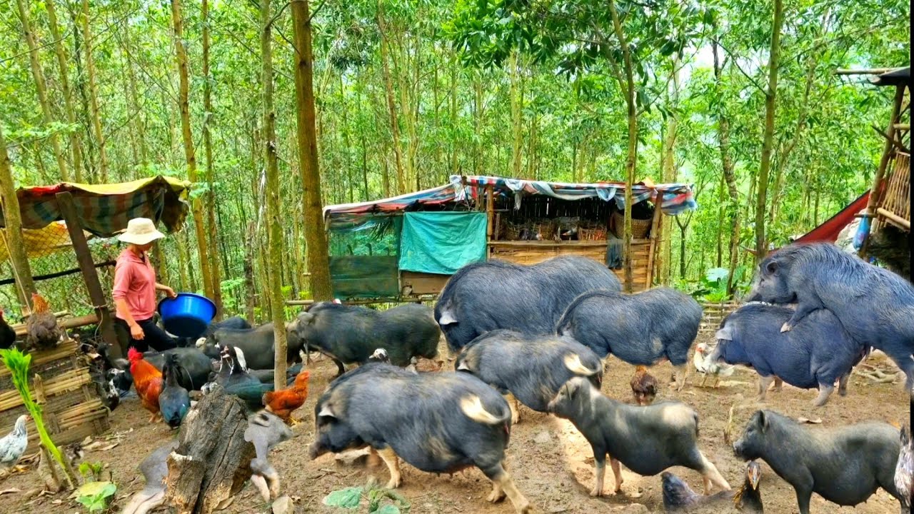 FULL VIDEO 100 Days: The pig farm grew very quickly, the disaster had ...