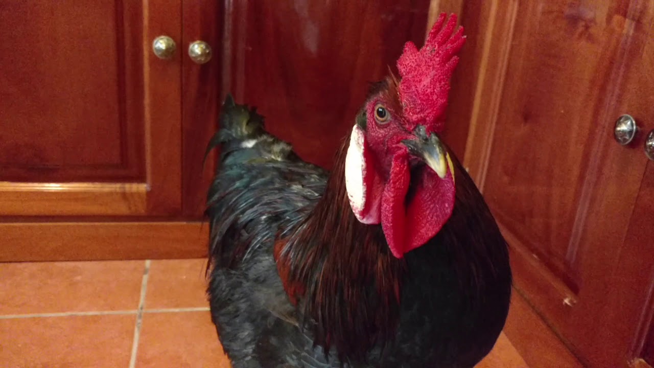Rooster in house - YouTube