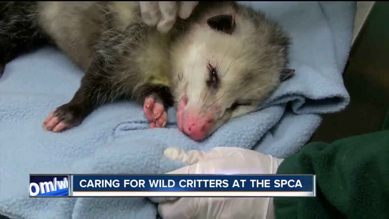 Caring for wild critters at the SPCA - YouTube