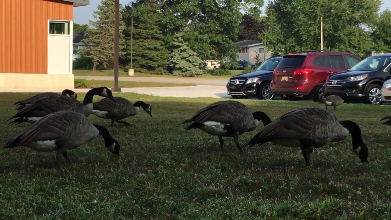 So cute and friendly Canada goose - YouTube
