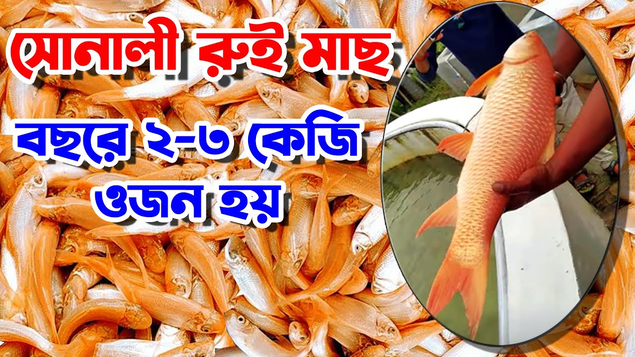 অতী দ্রুত বর্ধনশীল সোনালী রুই মাছের পোনা। যোগাযোগঃ 01826-000183, Golden ...
