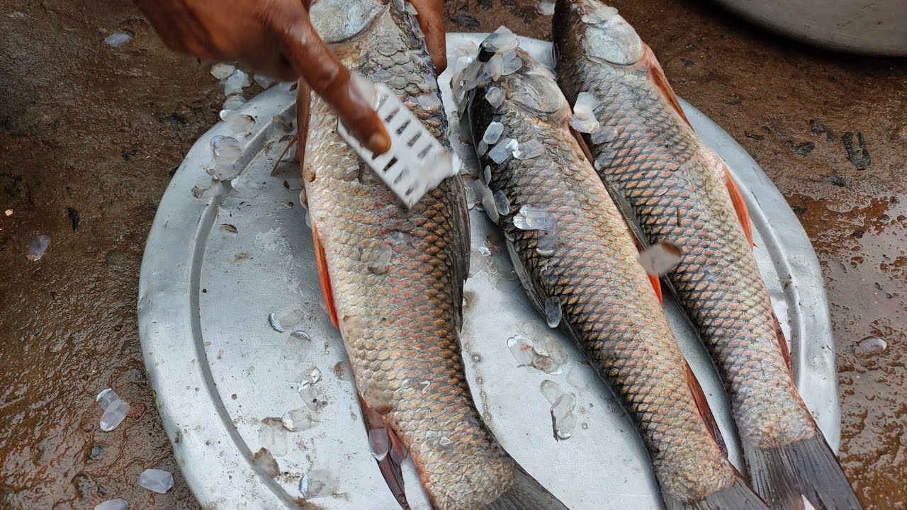 Easy way to clean fish | Fish cleaning and cutting in fish marke | how ...