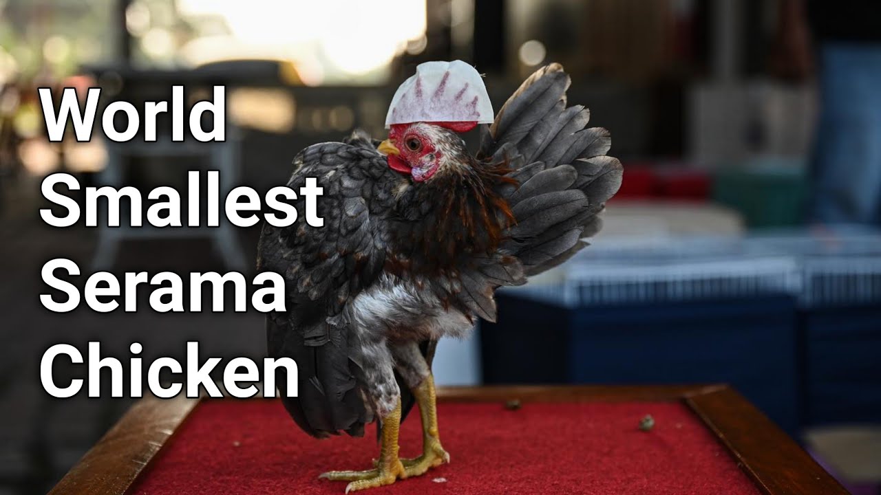 Serama The Smallest Chickens in The World's.. - YouTube
