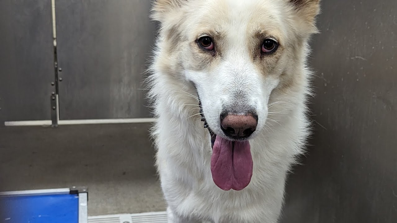 SCRAPS ANIMAL SHELTER ! Complete List of dogs on VIDEO as of 7/15/23 in ...