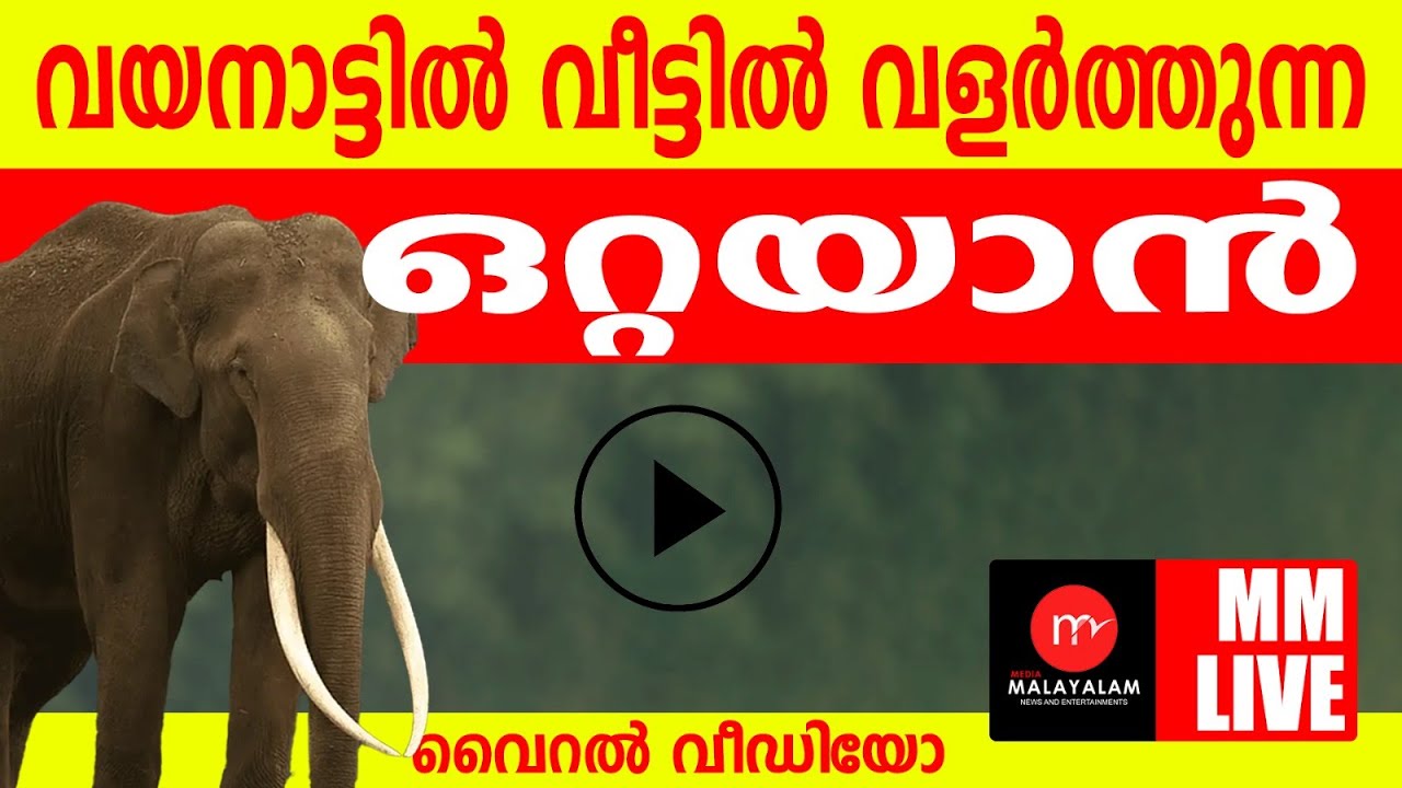 വയനാട്ടിൽ വീട്ടിൽ വളർത്തുന്ന ഒറ്റയാൻ! | MEDIA MALAYALAM | |MM LIVE ...