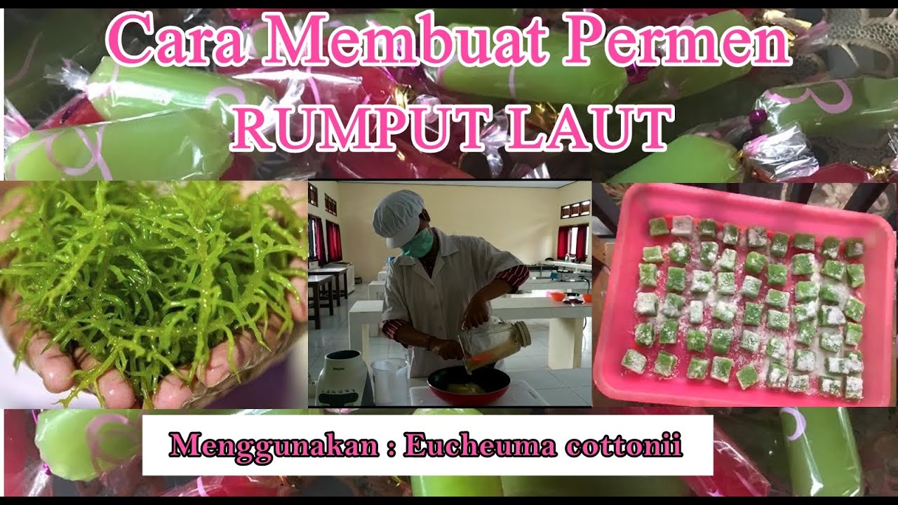 Cara Membuat Permen Rumput Laut. How To Make A Seaweed Candy. TARUNA ...