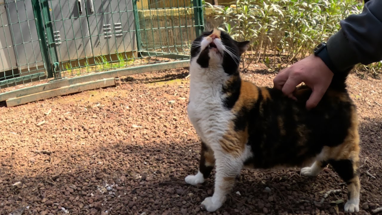 Funny cat back scratch reaction - YouTube