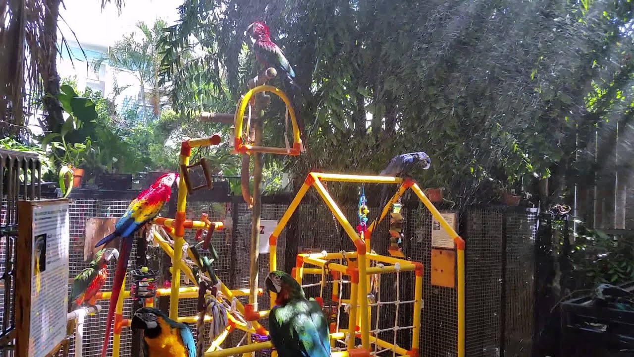 Key West Parrot Idgit Blue-throated macaw - YouTube