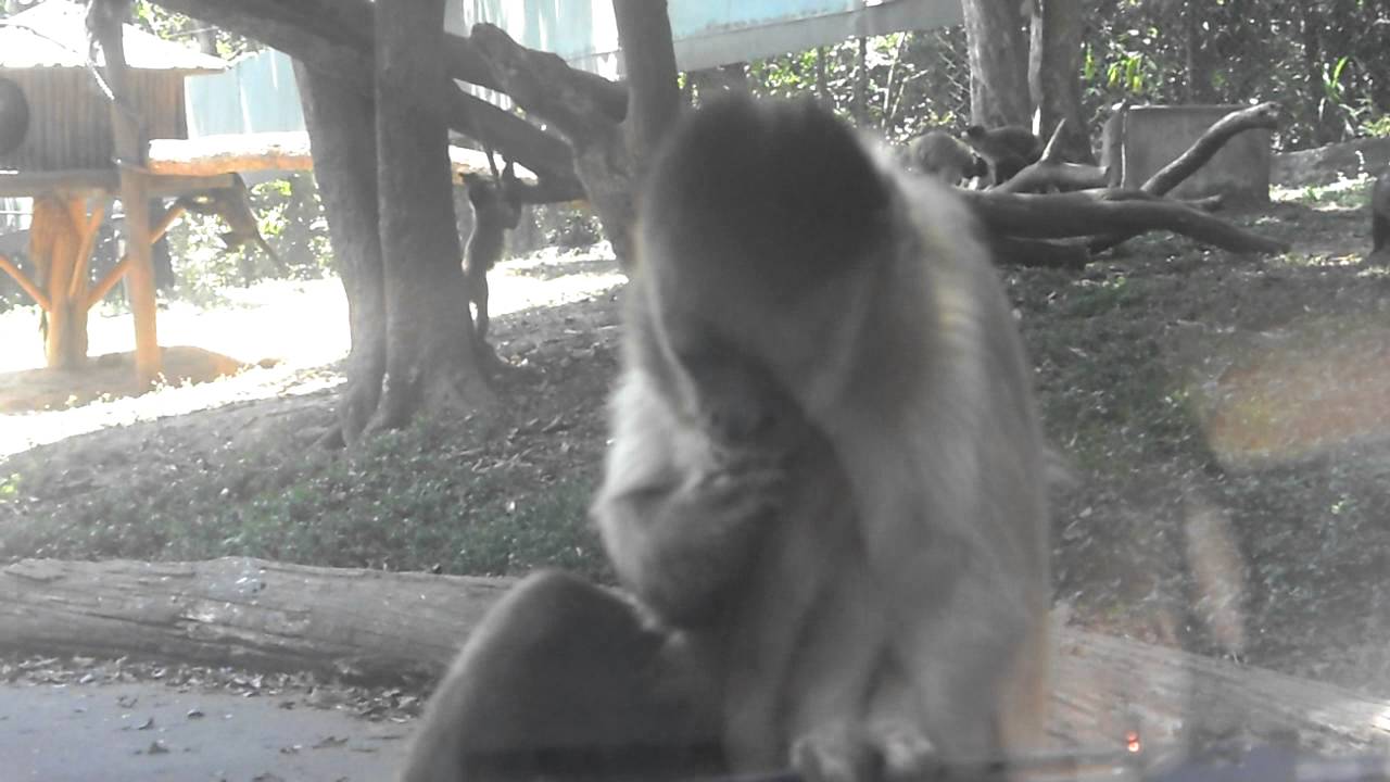 Macaco(Zoo Safári SP) - YouTube