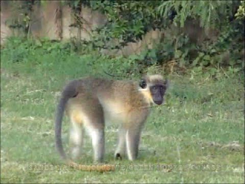 GREEN MONKEY Golf in Barbados - YouTube