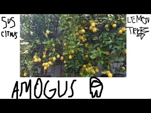 my lemon tree is sus - YouTube