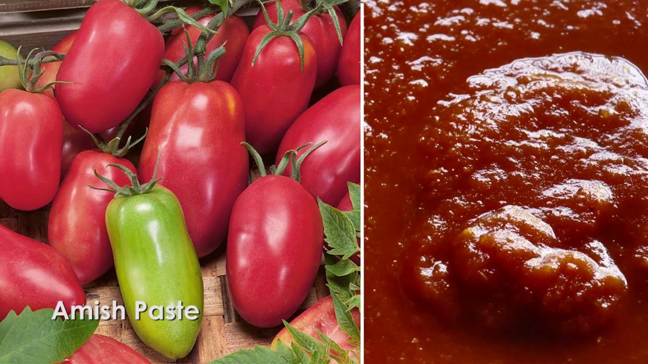 Tomato Pairing - YouTube