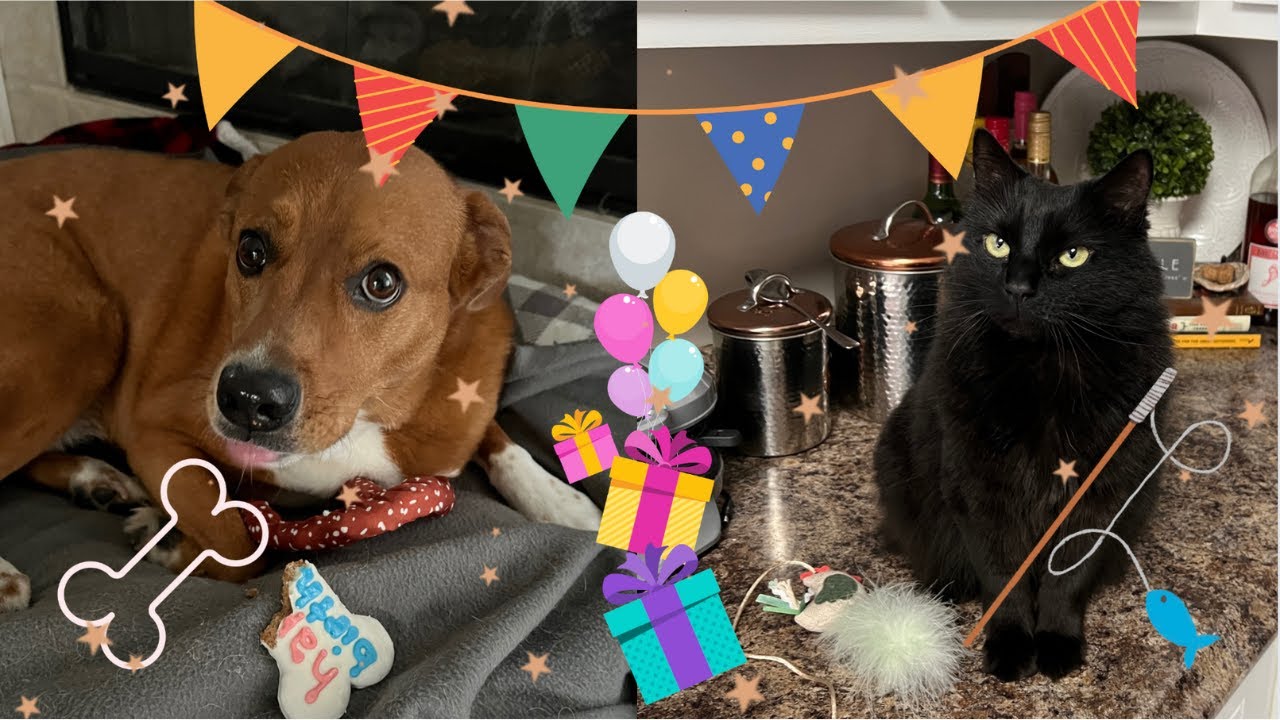 HAPPY BIRTHDAY LAYLA + CASH 🎉 // VLOG #119 - YouTube