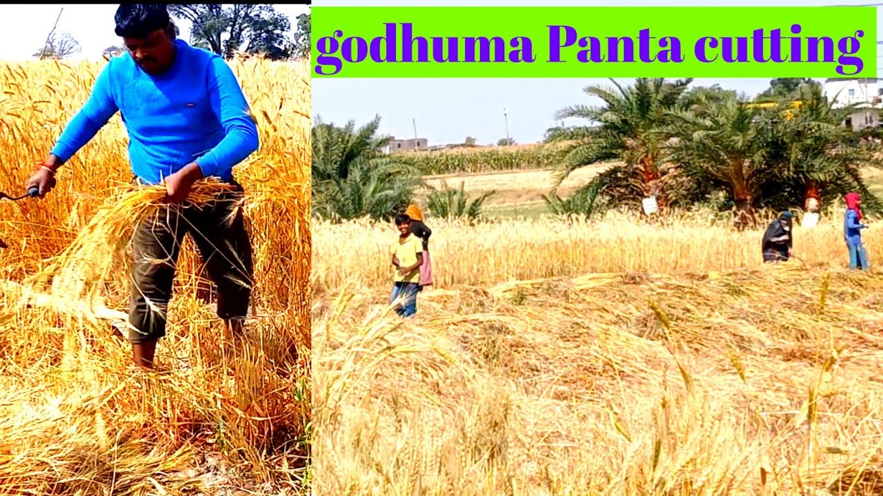 Godhuma Panta Cutting: Traditional Wheat Harvesting Techniques - YouTube