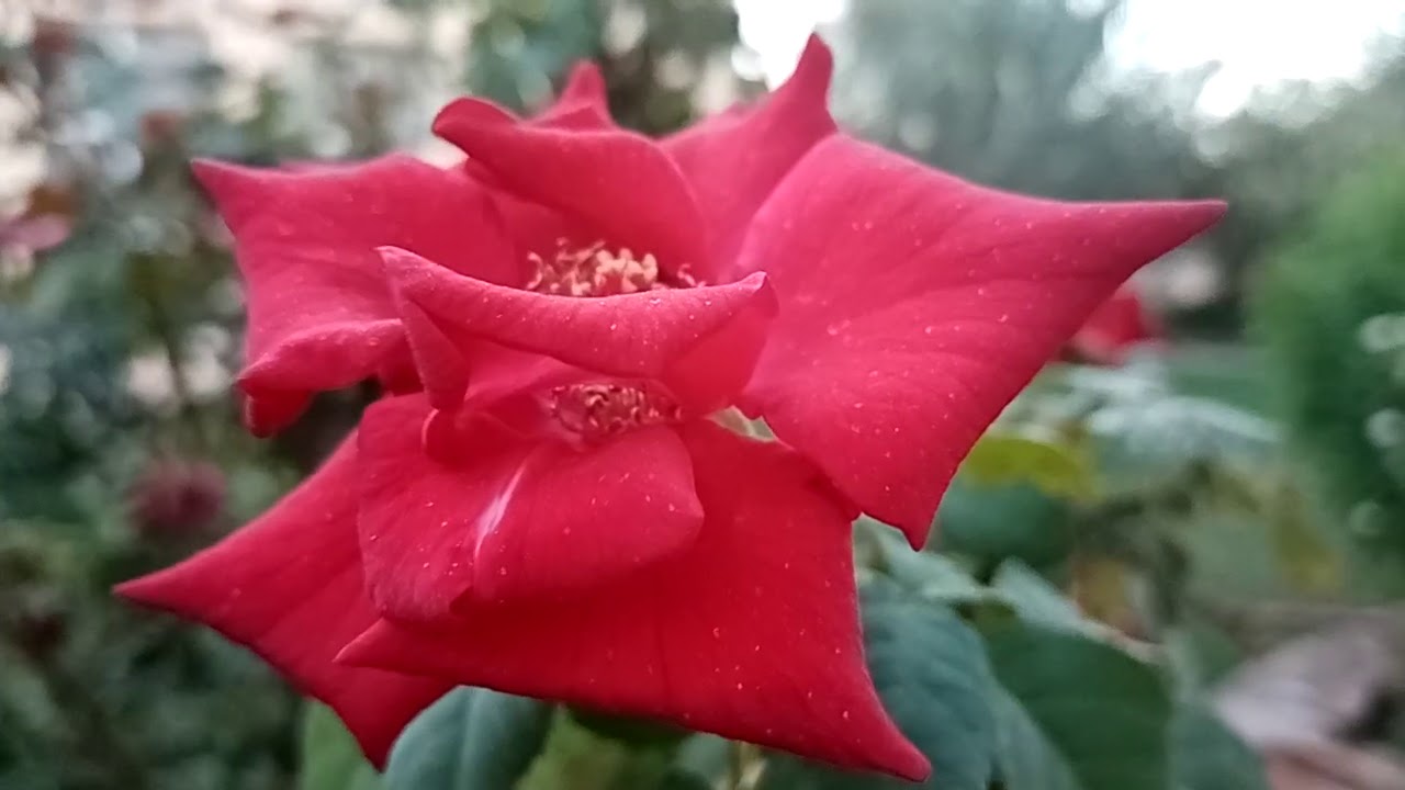 PRINCESS NOUF RESIDECE IN RIYADH, K.S.A. - YouTube