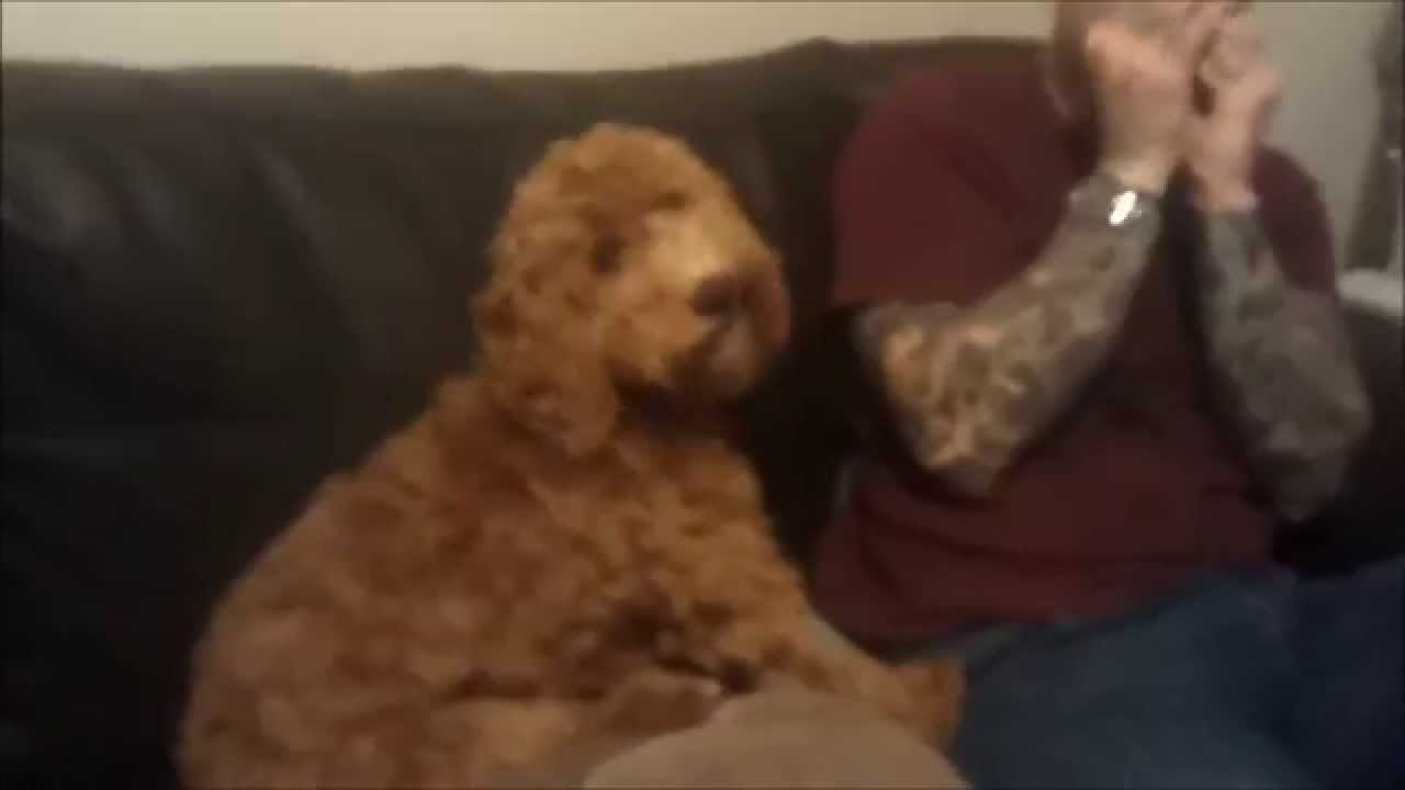 Rose the Funny Cockapoo - YouTube