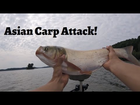 Asian Carp Jumps In Boat!! (Kentucky Trip) - YouTube