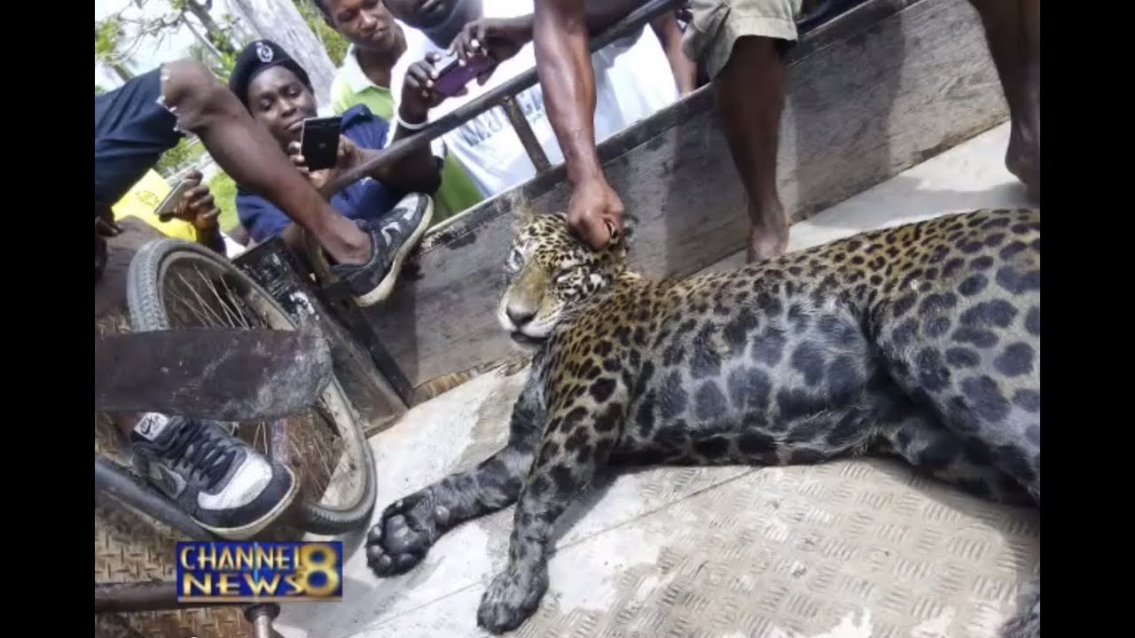 Jaguar Killed By Fearful Residents - YouTube