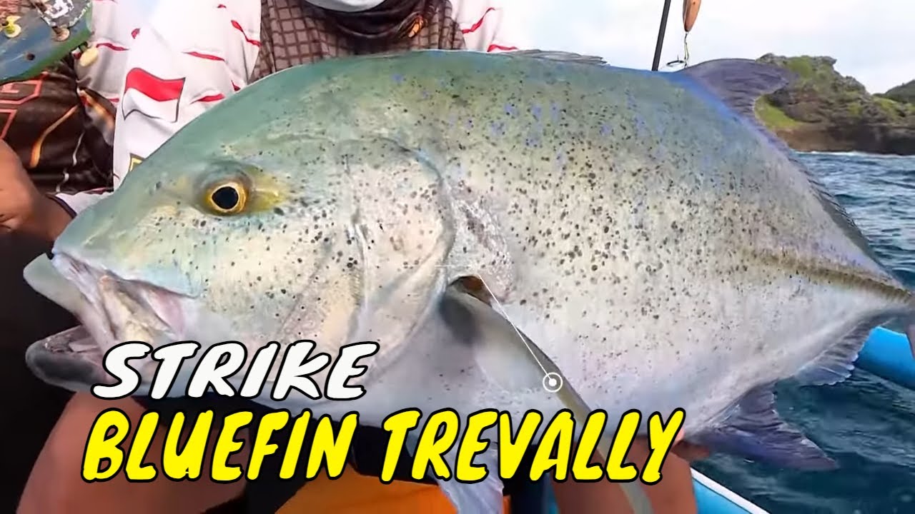 Battle Fishing Predator Perairan Malang Selatan | MANCING MANIA STRIKE ...