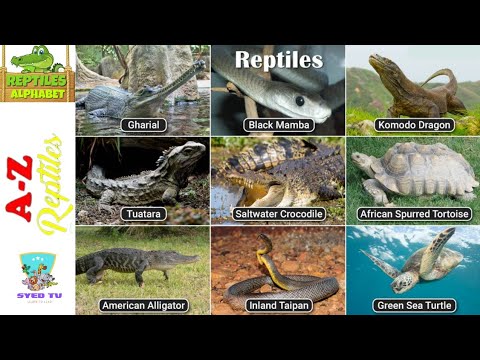 Abc reptiles for kids|Reptiles alphabet from A to Z for preschool ...