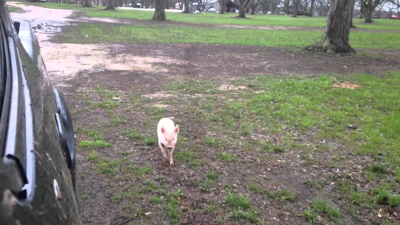 Pig chasing car - YouTube