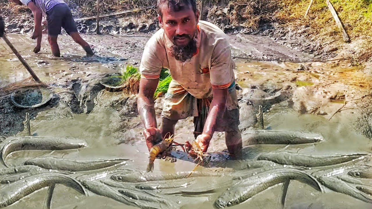 Awesome Traditional Hand Fishing Video | Best Hand Fishing From Mud ...