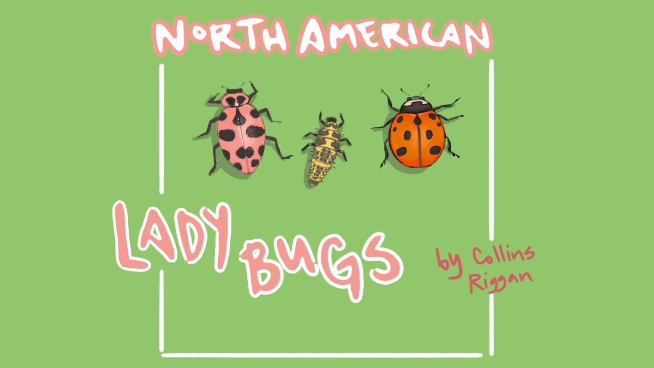 Naturalist Exchange The North American Ladybug - YouTube