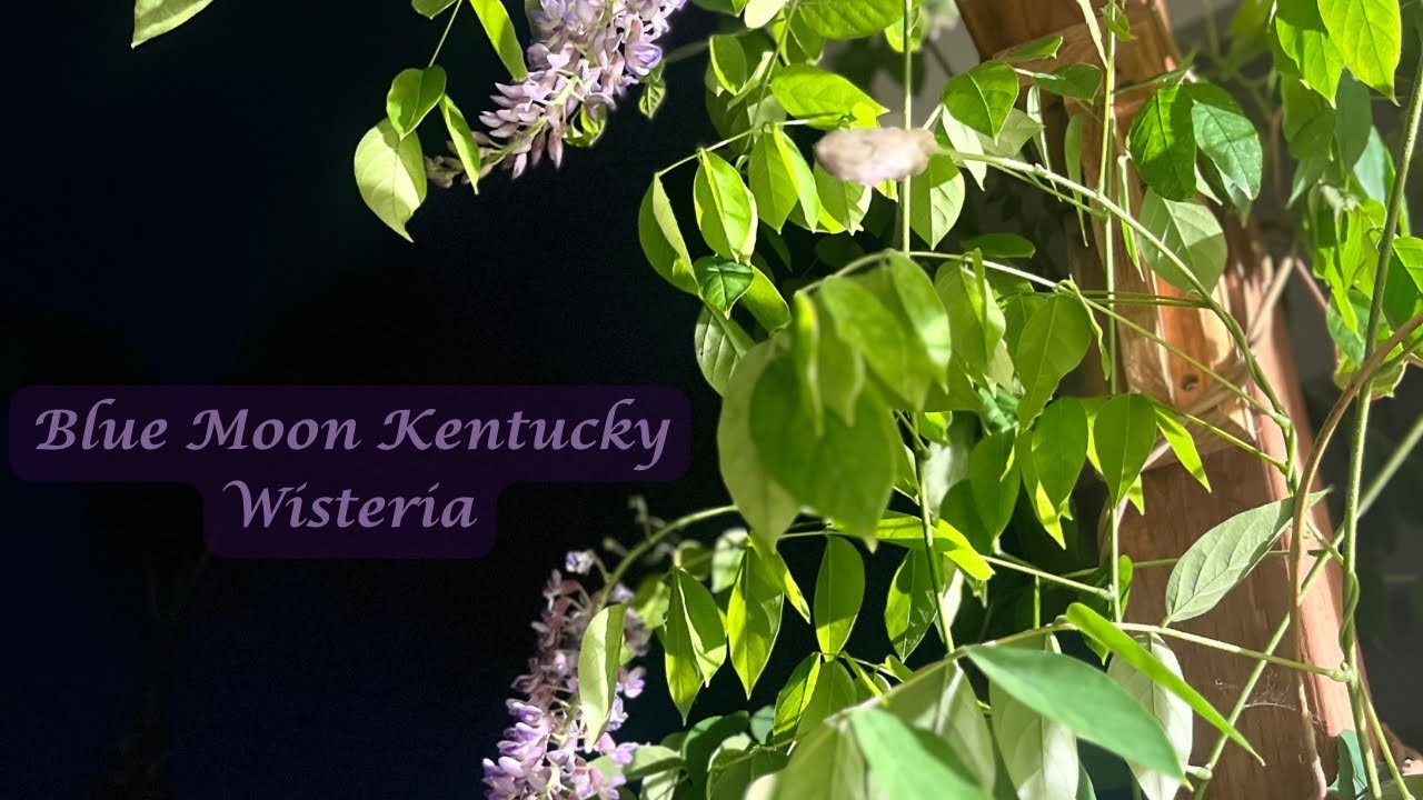 Blue Moon Kentucky Wisteria through the seasons ️🍀🌻🍁 - YouTube