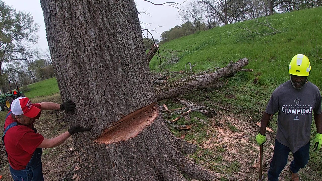 Big Pecan Tree Esp#2 Tree Cutting - YouTube