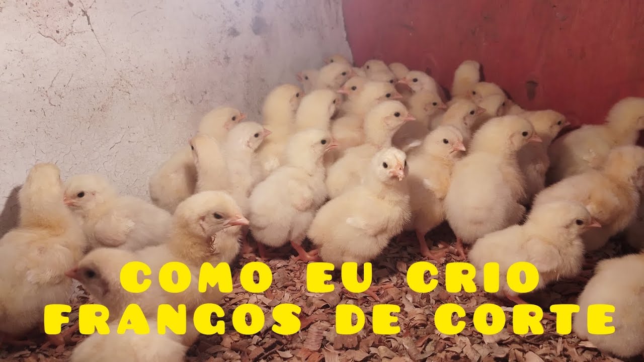 COMO CRIAR FRANGOS DE CORTE - YouTube