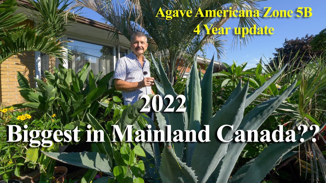 Agave Americana in Zone 5B Ontario Canada 4 year update - YouTube