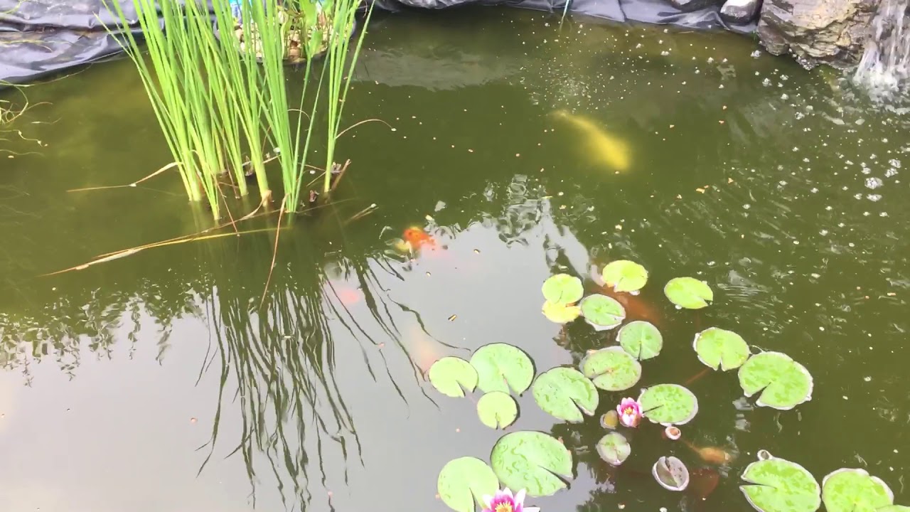 Eau de mon bassin verte - YouTube