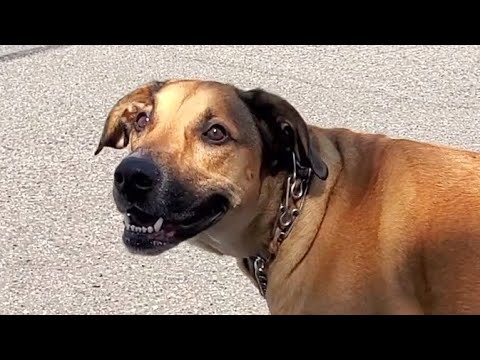 5/19/2023 - Walking the dog with Emmett the dog - YouTube