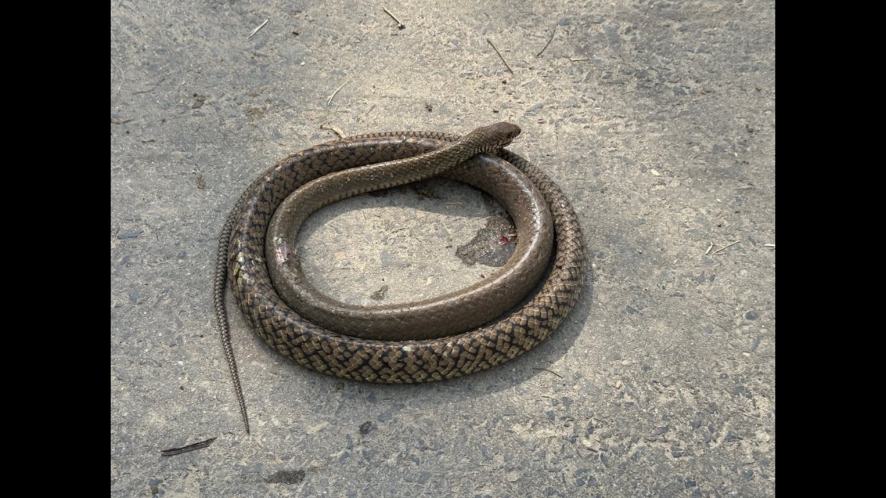 ভাবীর সাপ ধরা দেখুন Daras Sap | Snake Bangladesh - YouTube