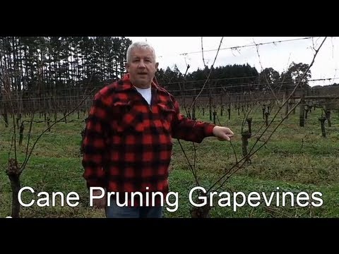 How to Cane Prune grapevines with Jaison Kerr at Kerr Farm Vineyard ...