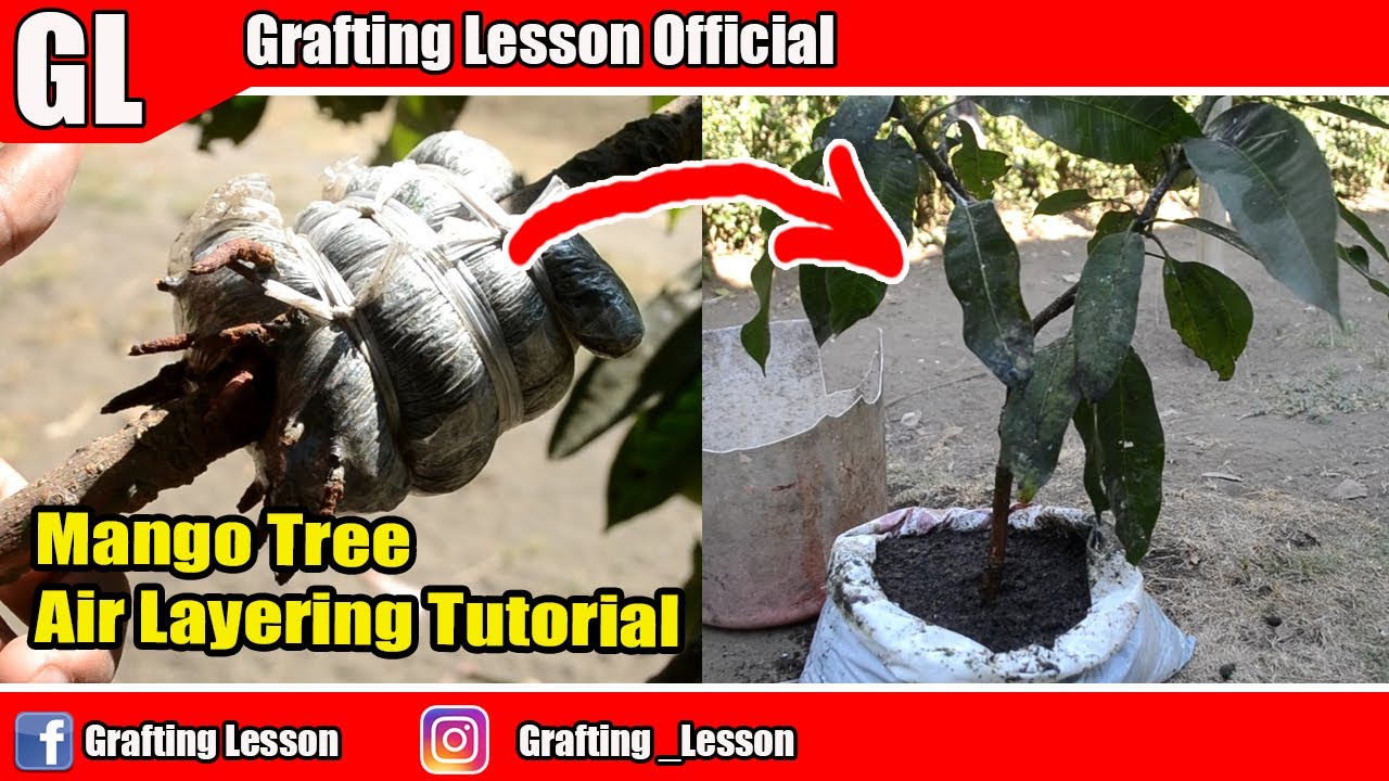 Slow Tutorial Air Layering Mango Tree And Show the Result - YouTube