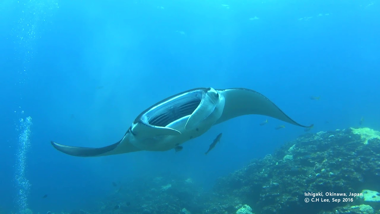 Manta ray pooped and ate it but still magnificent - YouTube