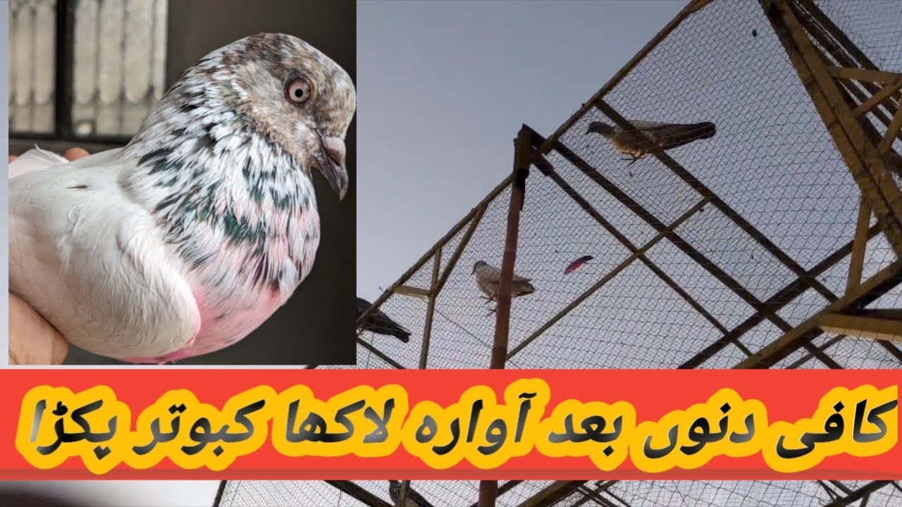 Awara Lakha Kabootar Pakra. #pigeon #kabootar #Chiri Mari | Subscribe # ...